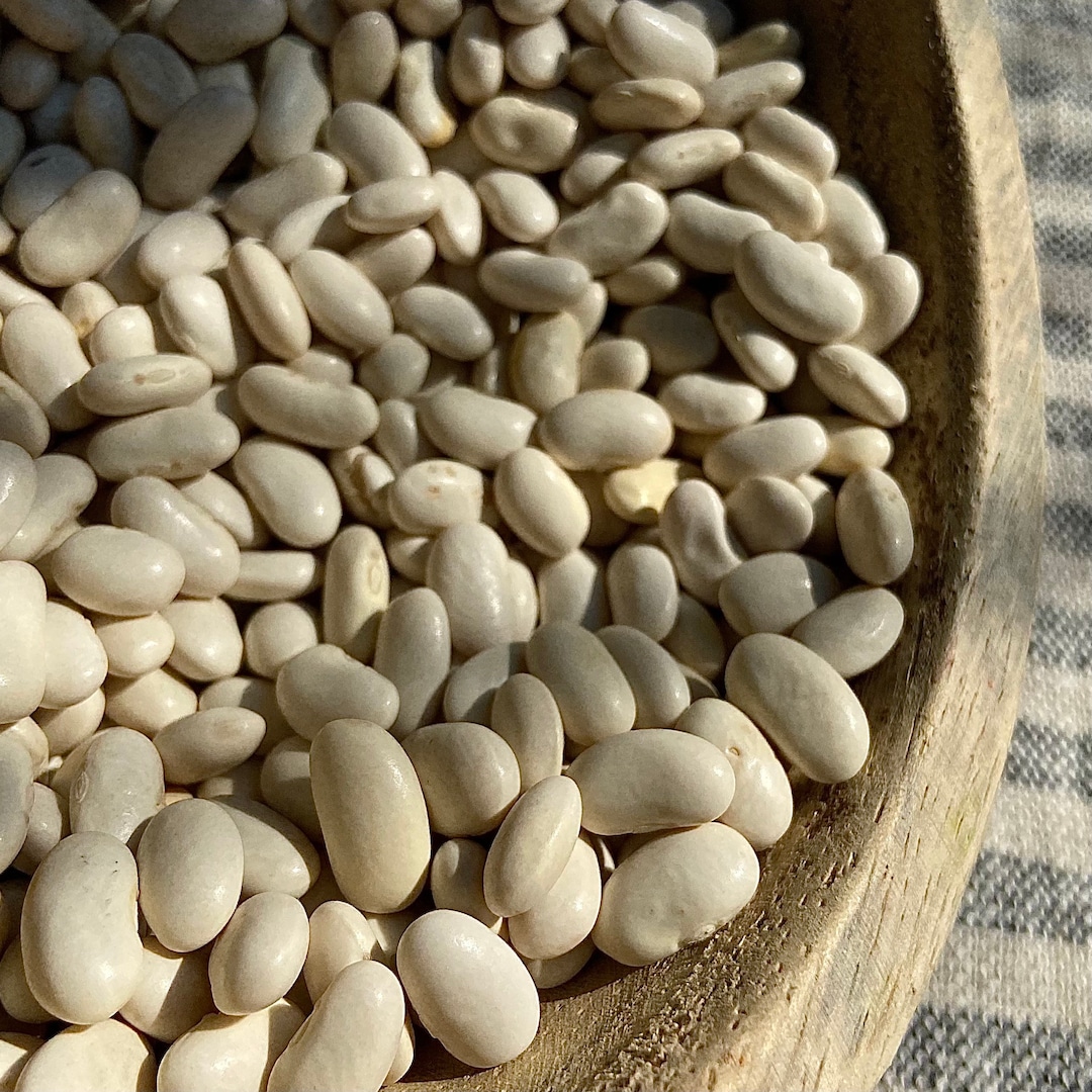 Mccaslan Snap Pole Bean - RARE Heirloom 15 Seeds - Etsy