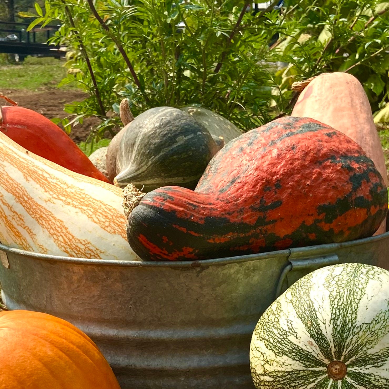 Lakota Winter Squash - RARE heirloom seeds