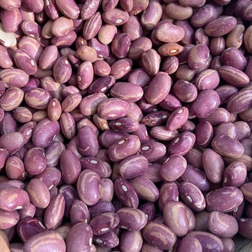 Bean Black Turtle Bean Seeds cool BEANS N Sprouts - Etsy