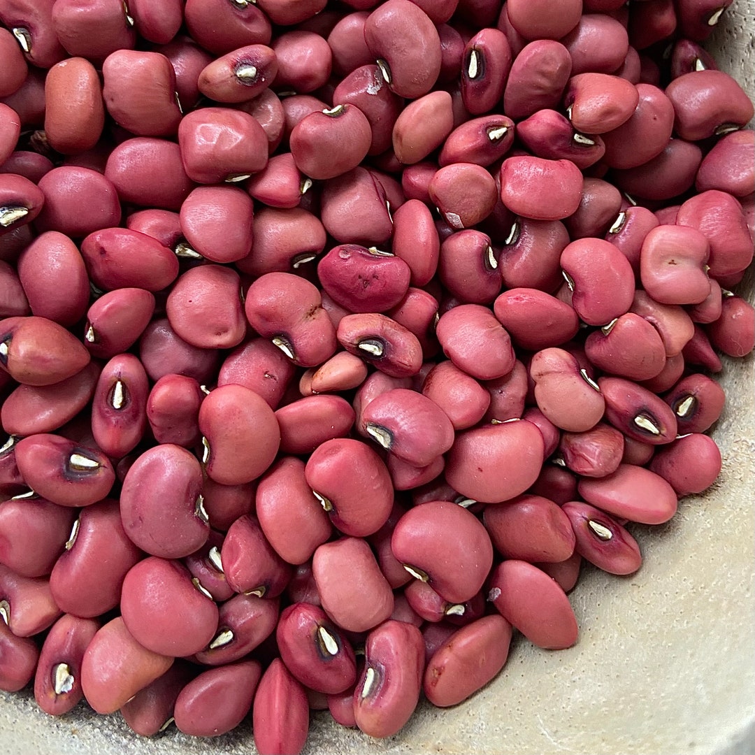 Kirkpatrick Peas - Very Rare Heirloom Seeds - Etsy