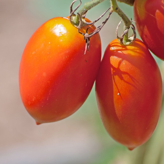 Opalka Tomato RARE Heirloom 10 Seeds - Etsy