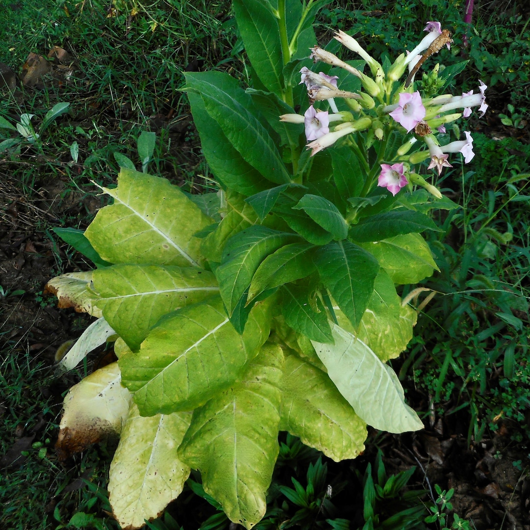 Virginia Gold Tobacco- 100+ RARE Heirloom Seeds - Etsy