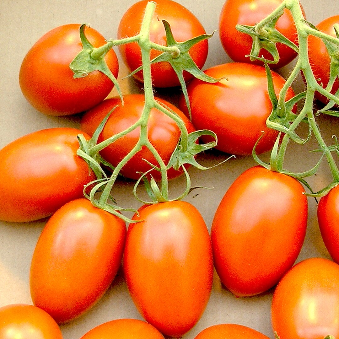 Roma Paste Tomato - RARE Heirloom 10 Seeds - Etsy