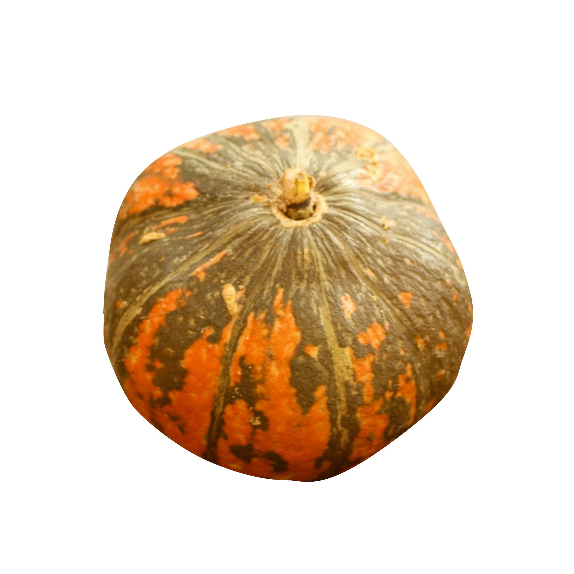 Lakota Winter Squash - RARE heirloom 5 seeds