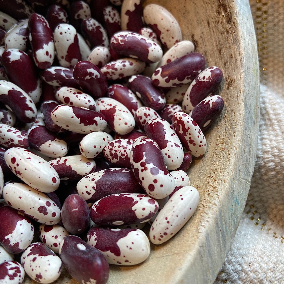 Appaloosa Bean Heirloom 15 Seeds | Etsy