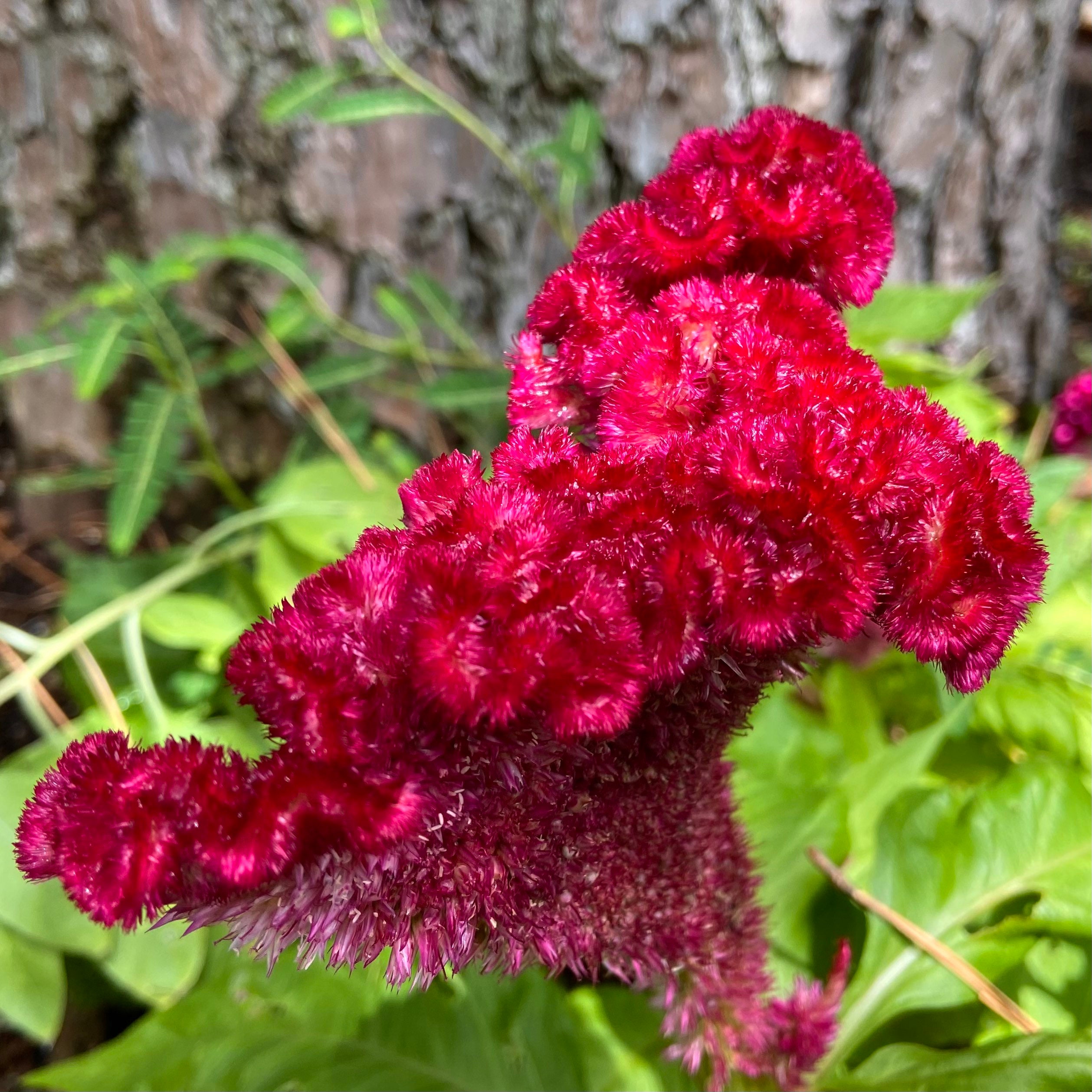 Cockscomb (Celosia argentea var. cristata)- 50 seeds