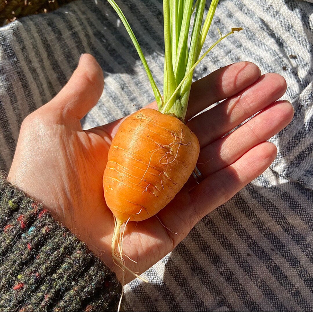 Oxheart Carrot RARE Heirloom 25 Seeds - Etsy