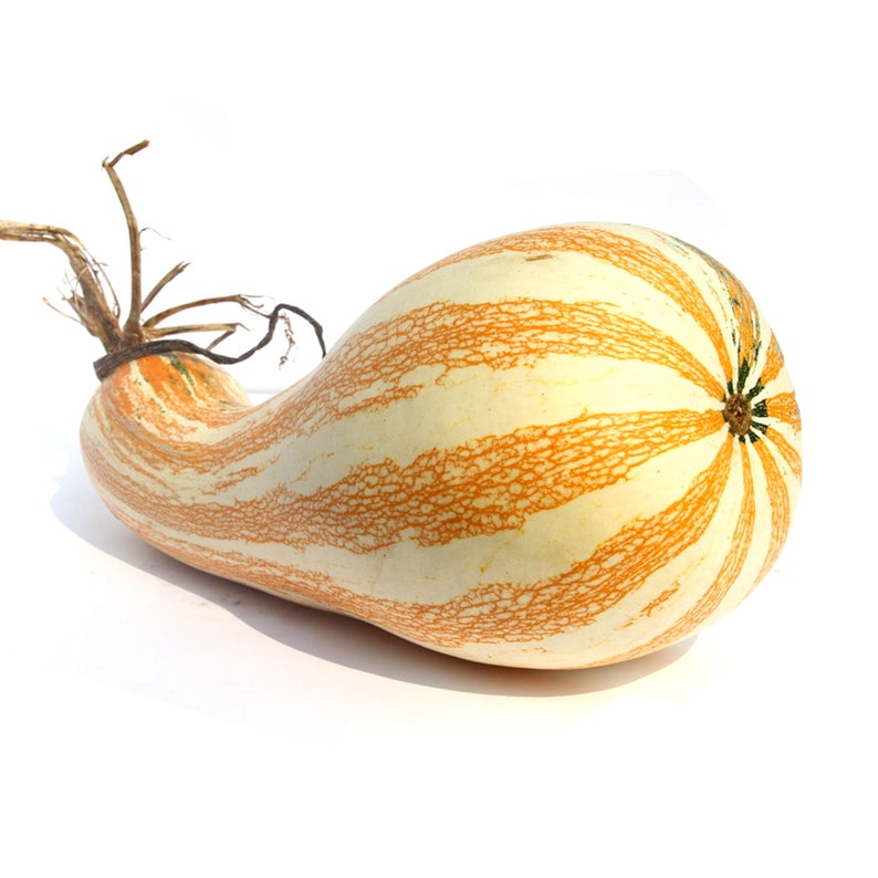 Golden Cushaw Squash RARE Heirloom Seeds - Etsy