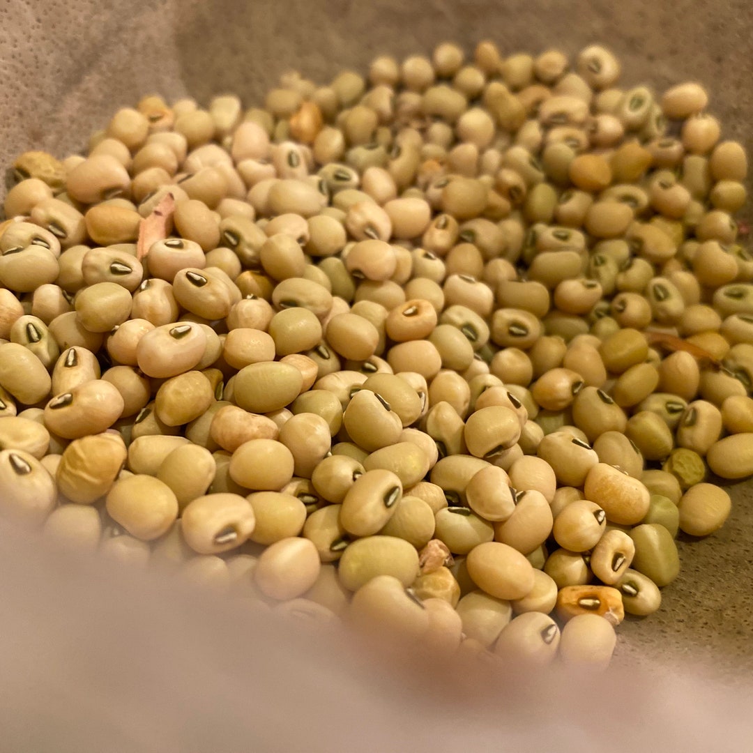 Lady Pea - RARE Heirloom 15 Seeds - Etsy