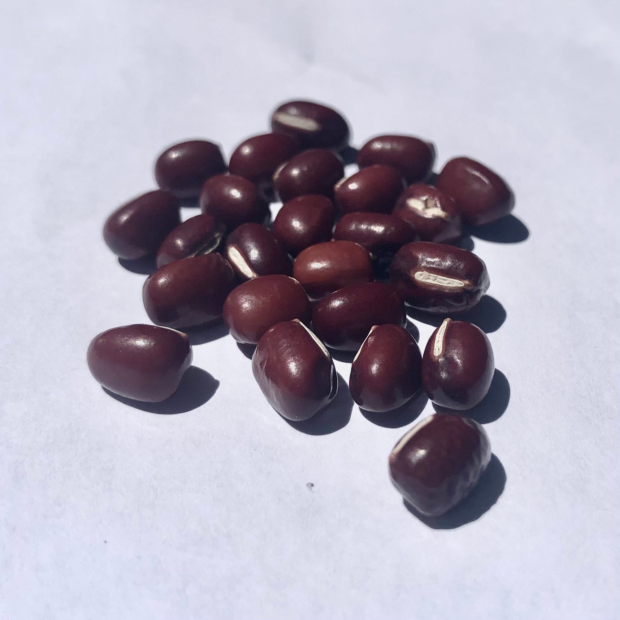Adzuki bean - heirloom 20 seeds