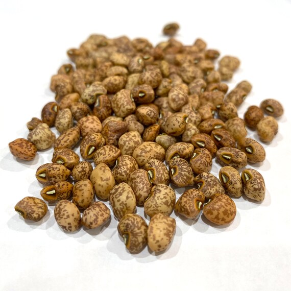 Shinney Pea ENDANGERED VERY RARE Heirloom 20 Seeds - Etsy