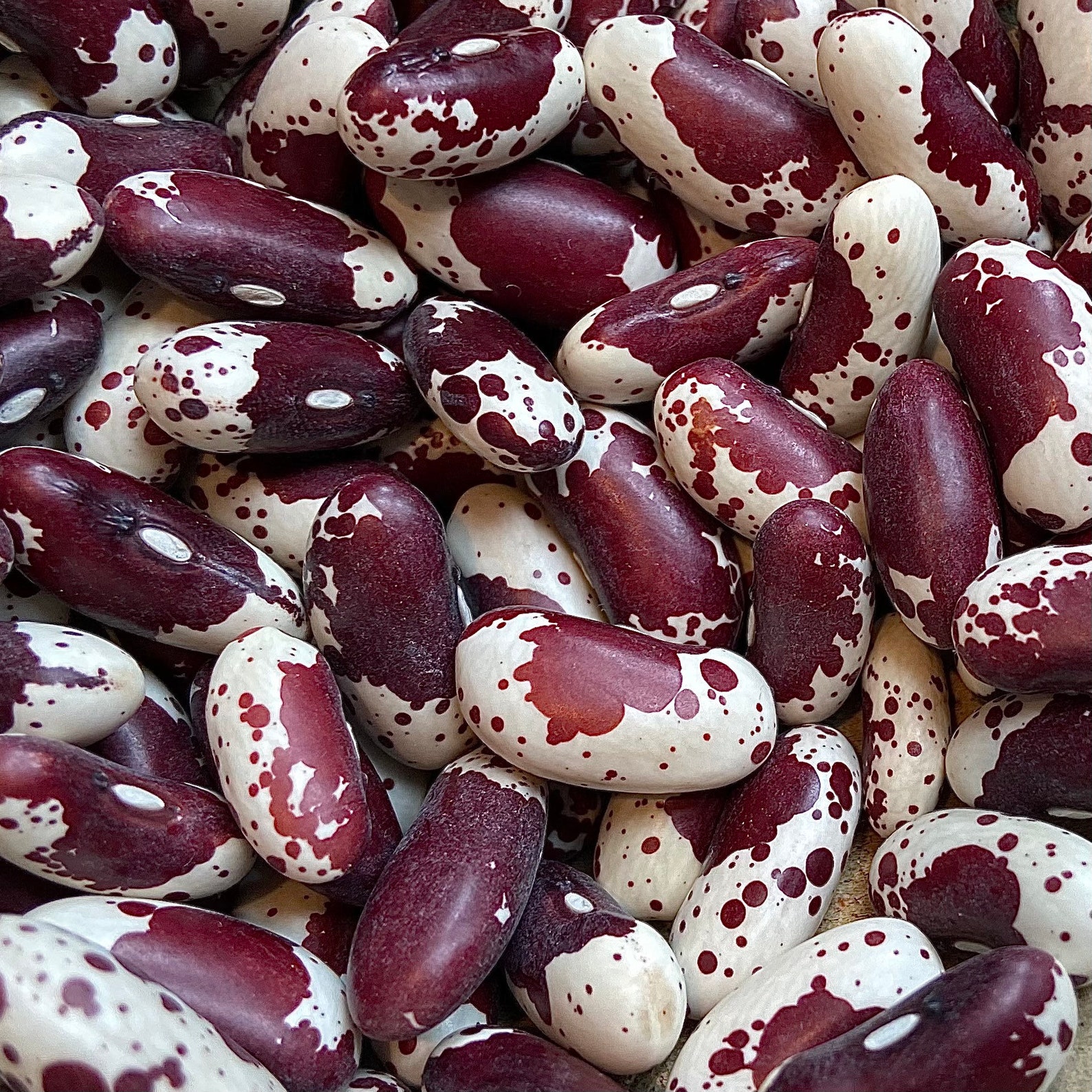 Appaloosa Bean Heirloom 15 Seeds | Etsy