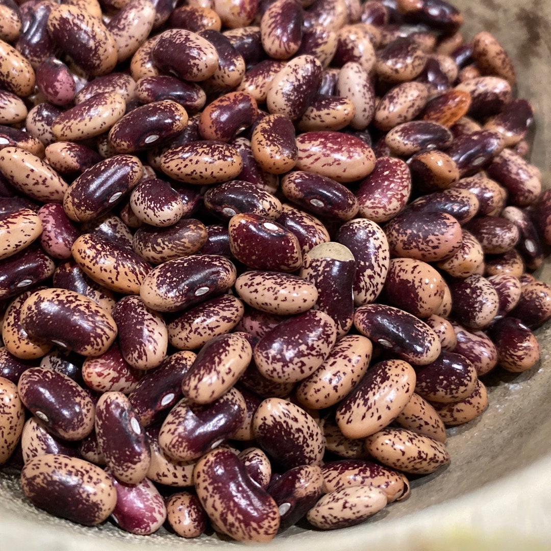 Painted Lady Bean - Heirloom 20 Seeds - Etsy