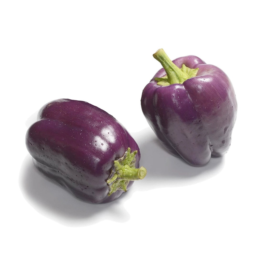 Purple Beauty Pepper Heirloom 15 Seeds - Etsy