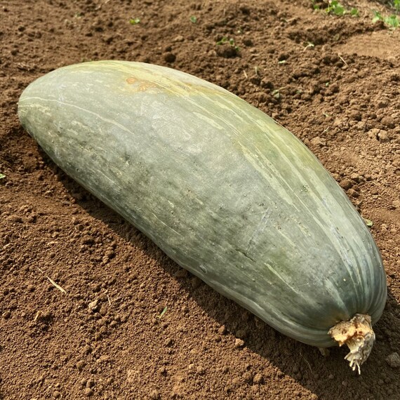 Guatemalan Blue Squash RARE Heirloom Seeds | Etsy