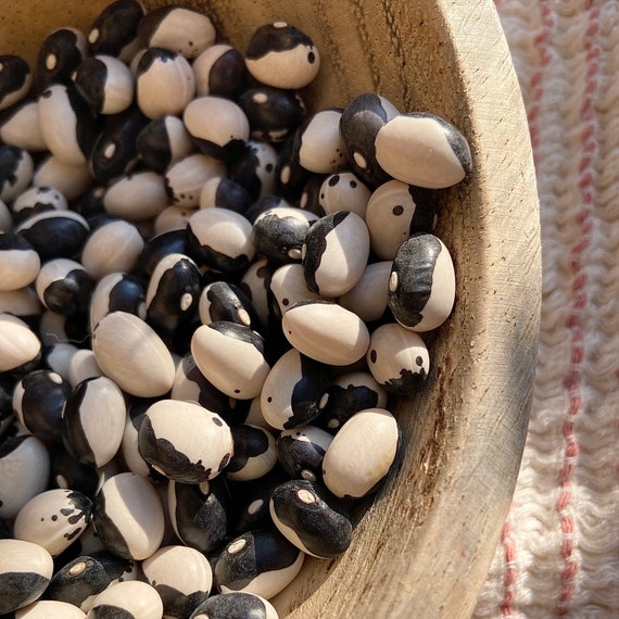 Calypso orca Bean Heirloom 15 Seeds | Etsy