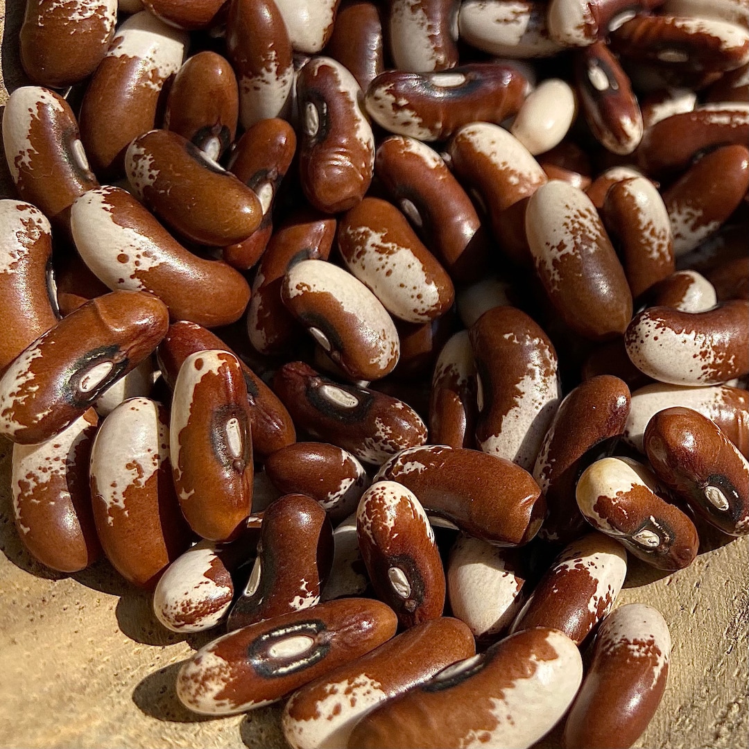 Painted Pony Bean - Heirloom 15 Seeds - Etsy