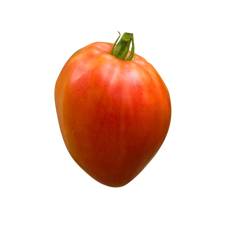 Hungarian Heart Tomato Heirloom 20 Seeds | Etsy