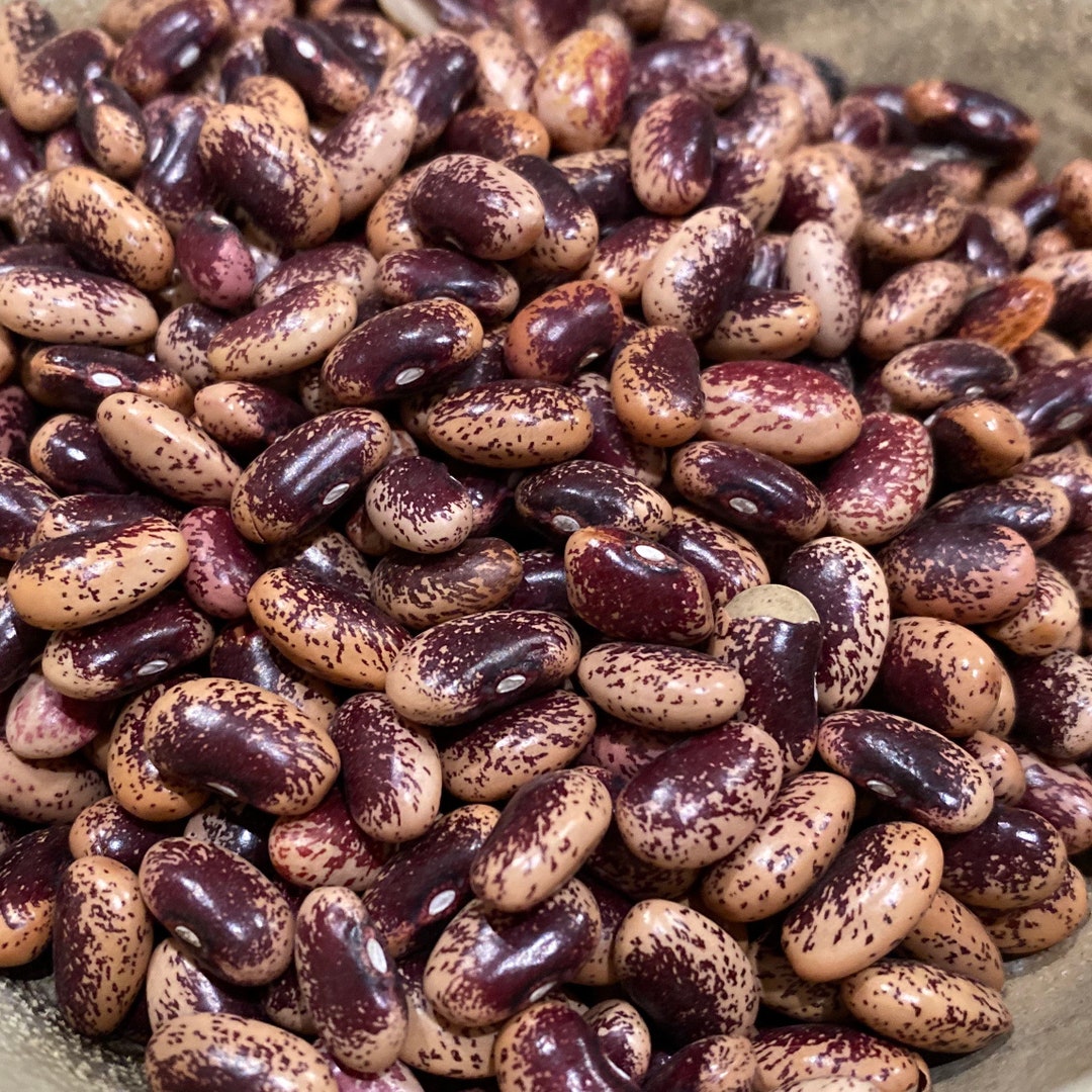 Painted Lady Bean Heirloom 20 Seeds - Etsy