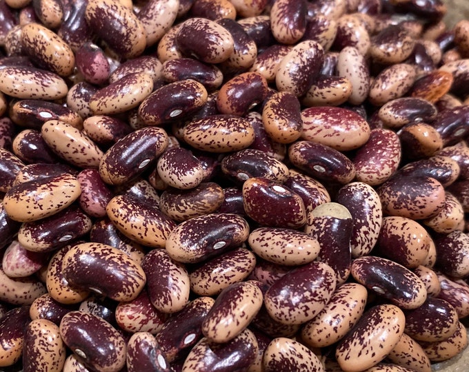 Painted Lady Bean Heirloom 20 Seeds - Etsy