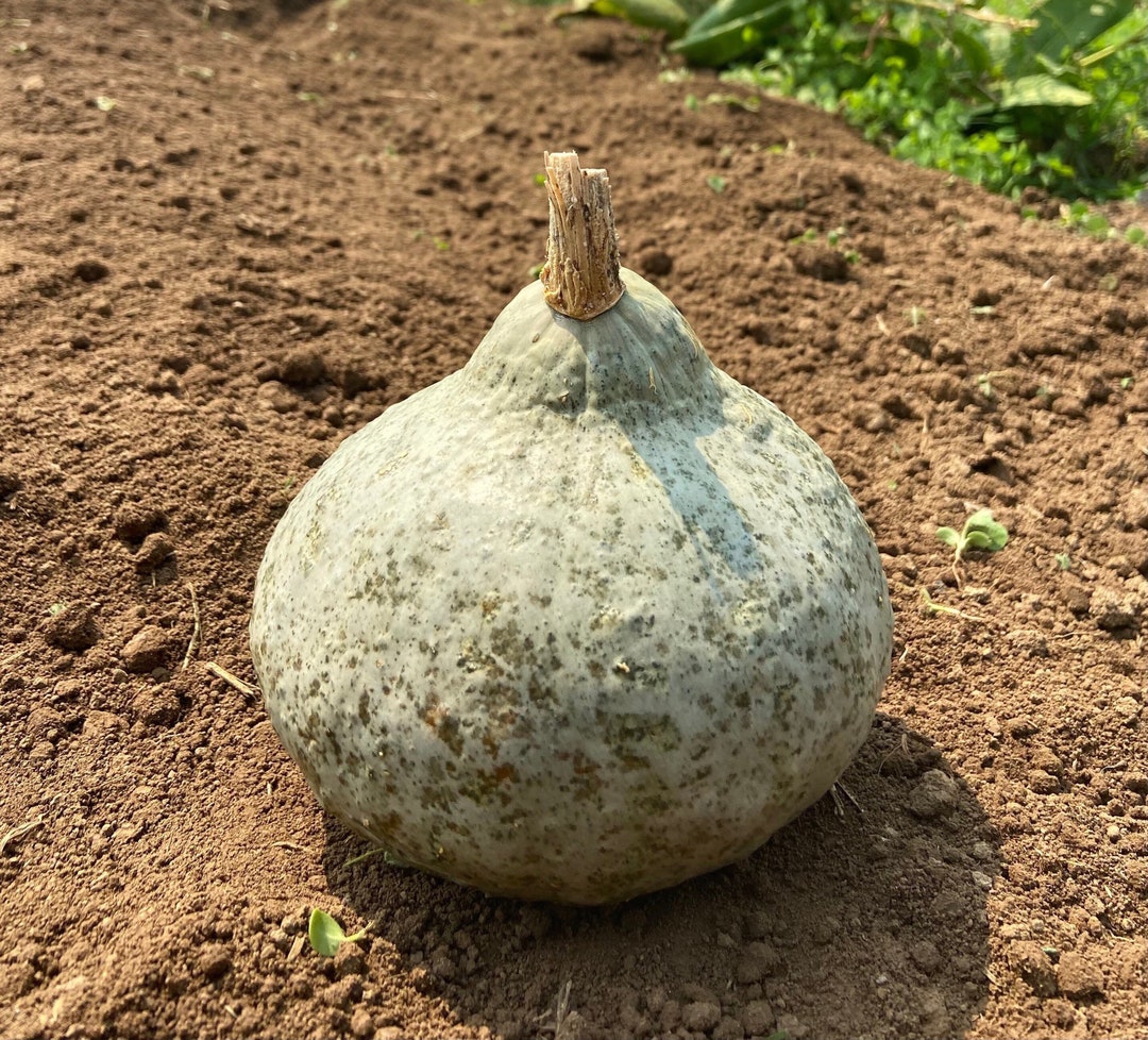 Silver Bell Squash - RARE Heirloom Seeds - Etsy