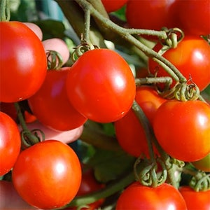 Stupice Tomato - Heirloom 10 Seeds - Etsy