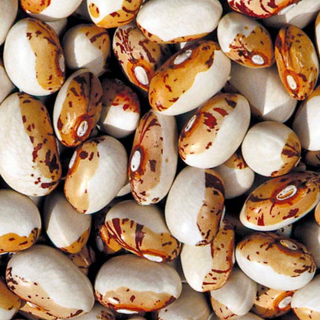 Hidatsa Shield Bean Heirloom 15 Seeds - Etsy