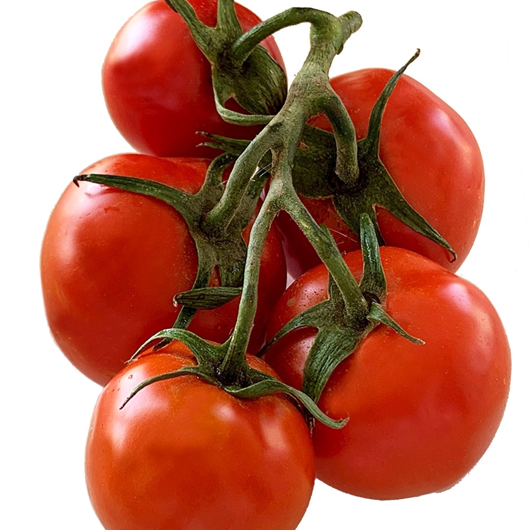 Alaskan Fancy Tomato - Heirloom 10 Seeds - Etsy