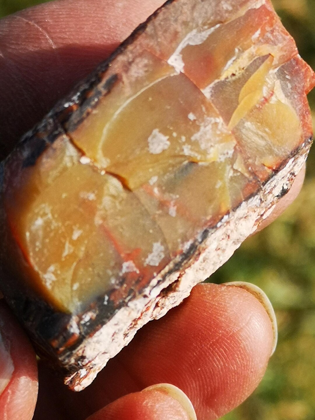 Petrified Wood Partial Limb Casts, Nubs, Specimens Offers Some Rind ...