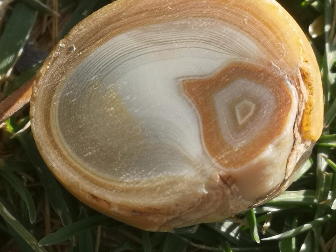 Island Agate Natural Nodule, Geode With Fortification Lines - Etsy