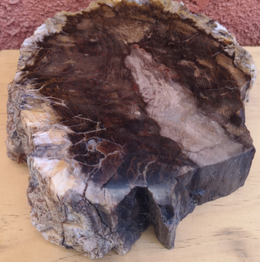 Petrified Wood Partial Round | Bark Impression| Beautiful Buffed Piece ...