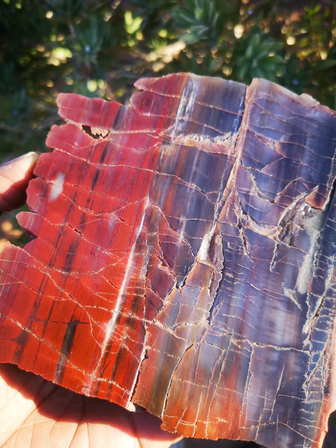 Petrified Wood Small Plank | Cut Lengthwise With the Grain| Beautiful ...