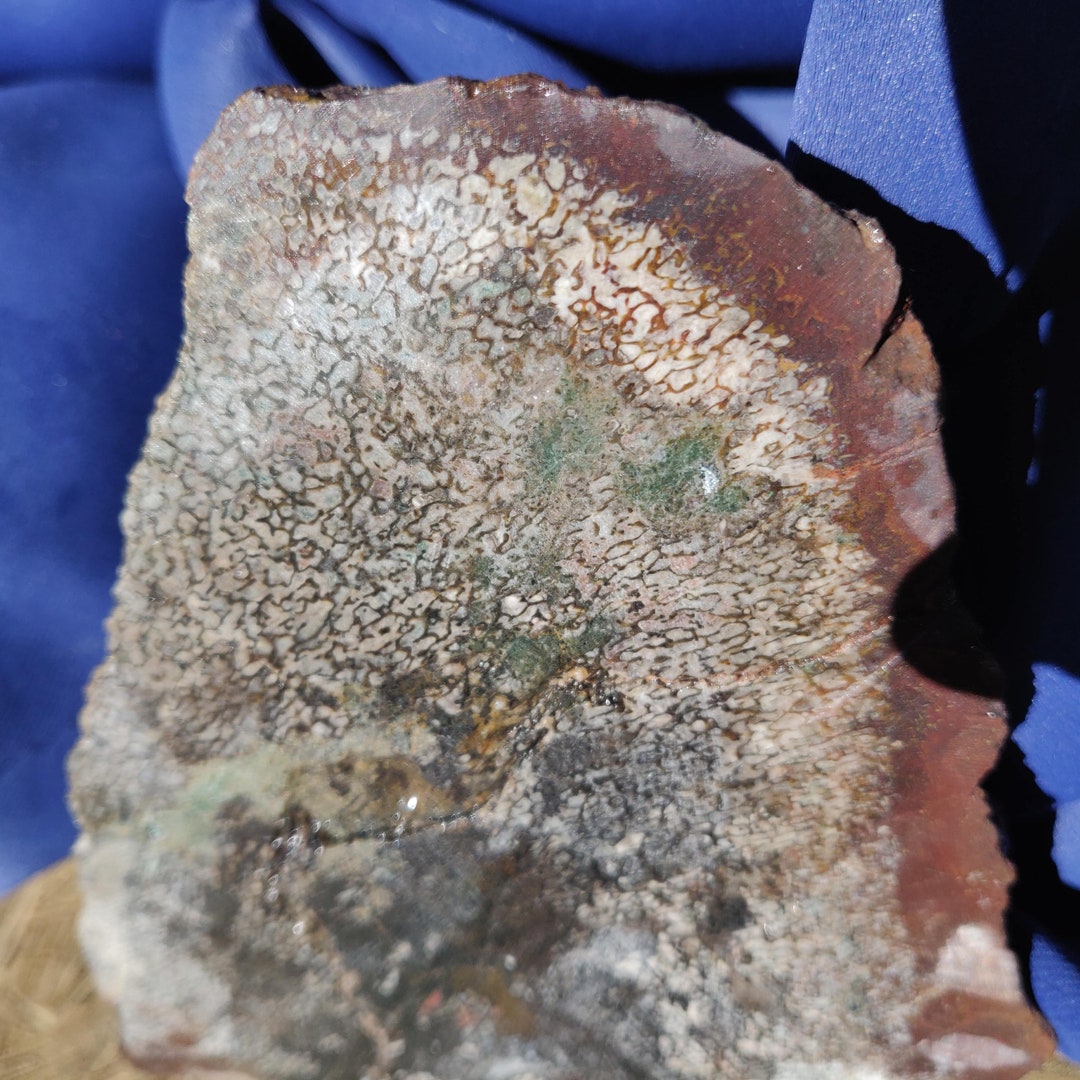 1 Lb. Dinosaur Bone Slab Gem Bone Agatized Silicated Dinosaur Bone Gem ...