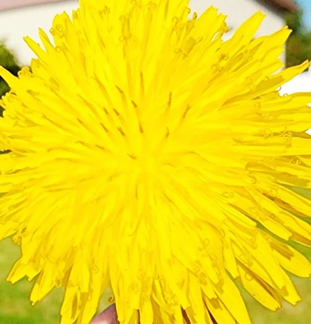 Dandelion Salve Skin Salves Dandelion Products For Skin Spa Products