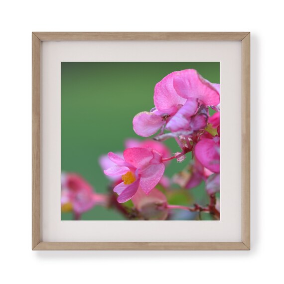 Begonia Flor Study 10 Imagen Botánica Pétalos Impresión de | Etsy