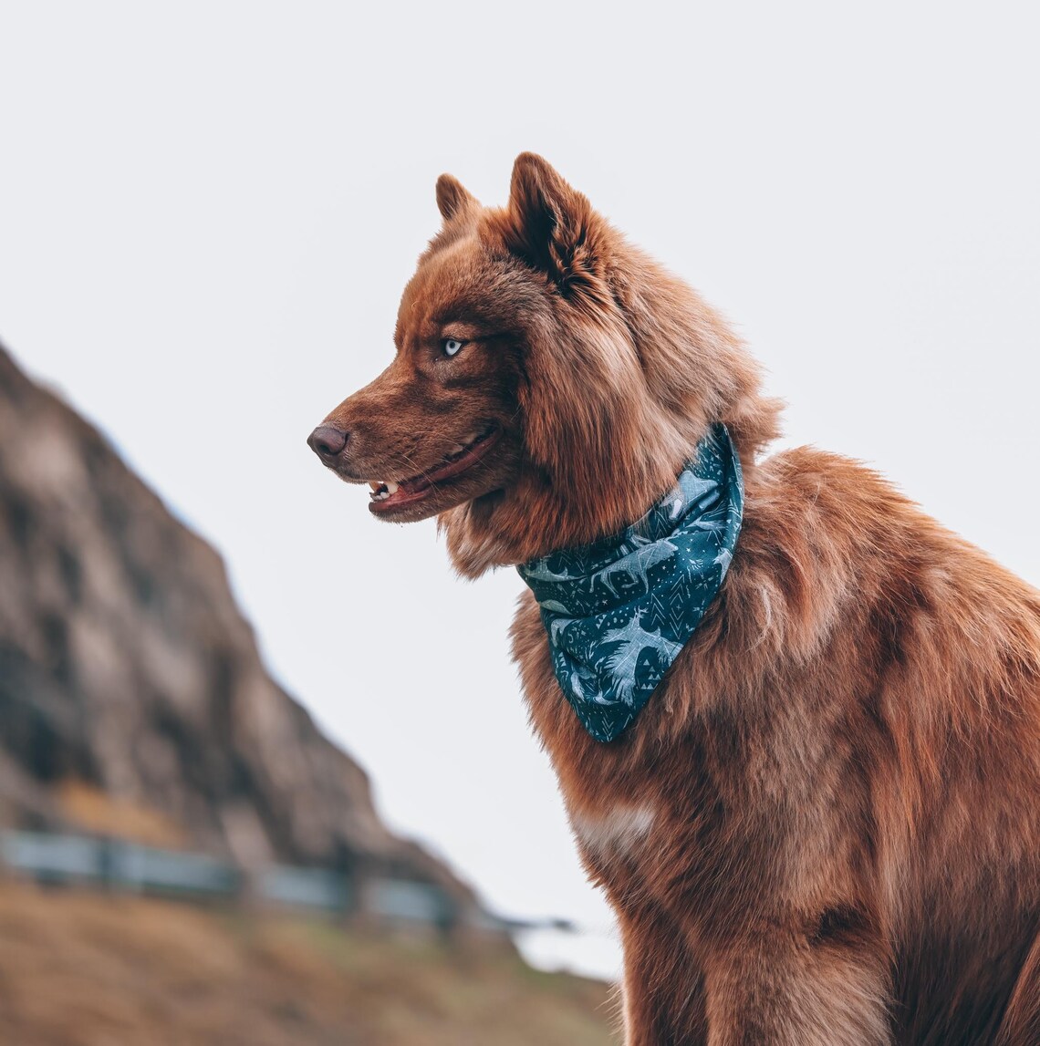 Animal Constellations Dog Bandana • Blue Celestial Stars Tie on Dog ...