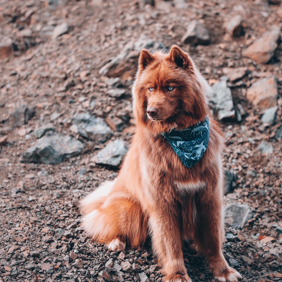 Animal Constellations Dog Bandana • Blue Celestial Stars Tie on Dog ...