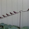 Odd Birds Kinetic Balance - Etsy