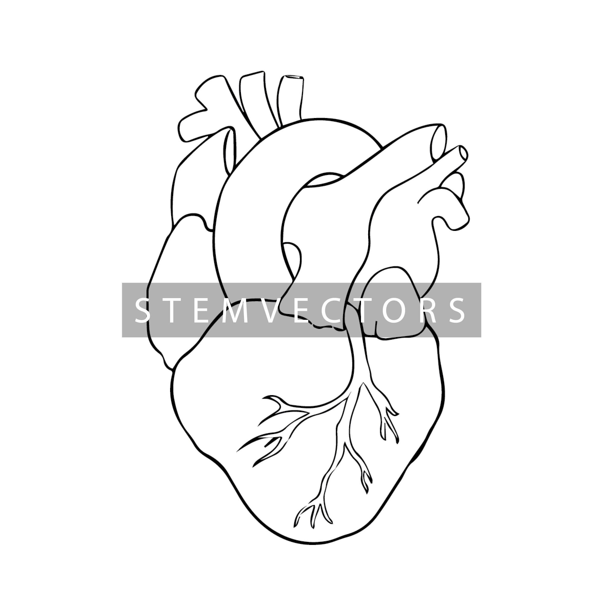 Easy Human Heart Drawings
