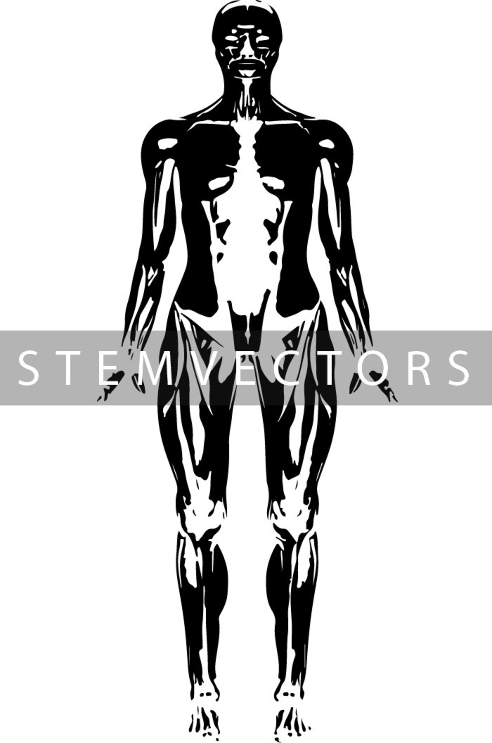 Muscular Human Body Vector Clipart, Anatomy Art (digital Download) - Etsy