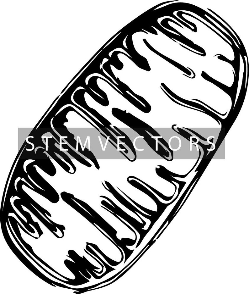 Detailed Mitochondria (digital Download) Black and White Vector Clip ...
