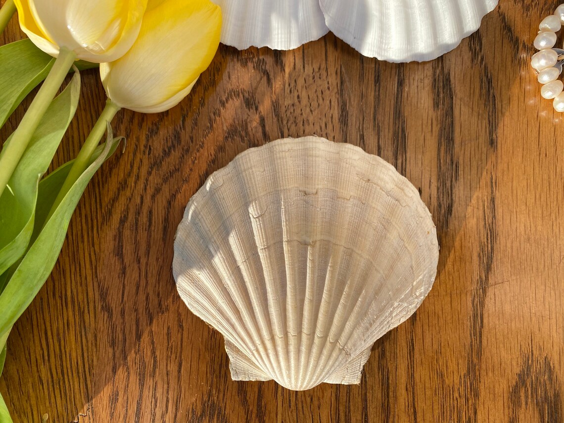 Scallop Shell Trinket Dish, Easter Hare Design, Decoupage, Ring Dish - Etsy