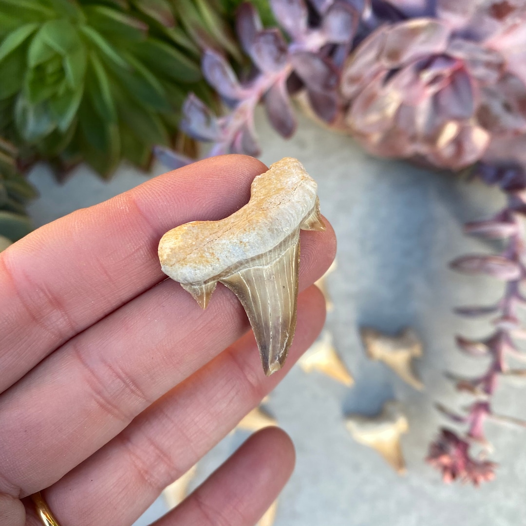 Shark Tooth - Fossilised Tooth - Specimen - UK - Etsy