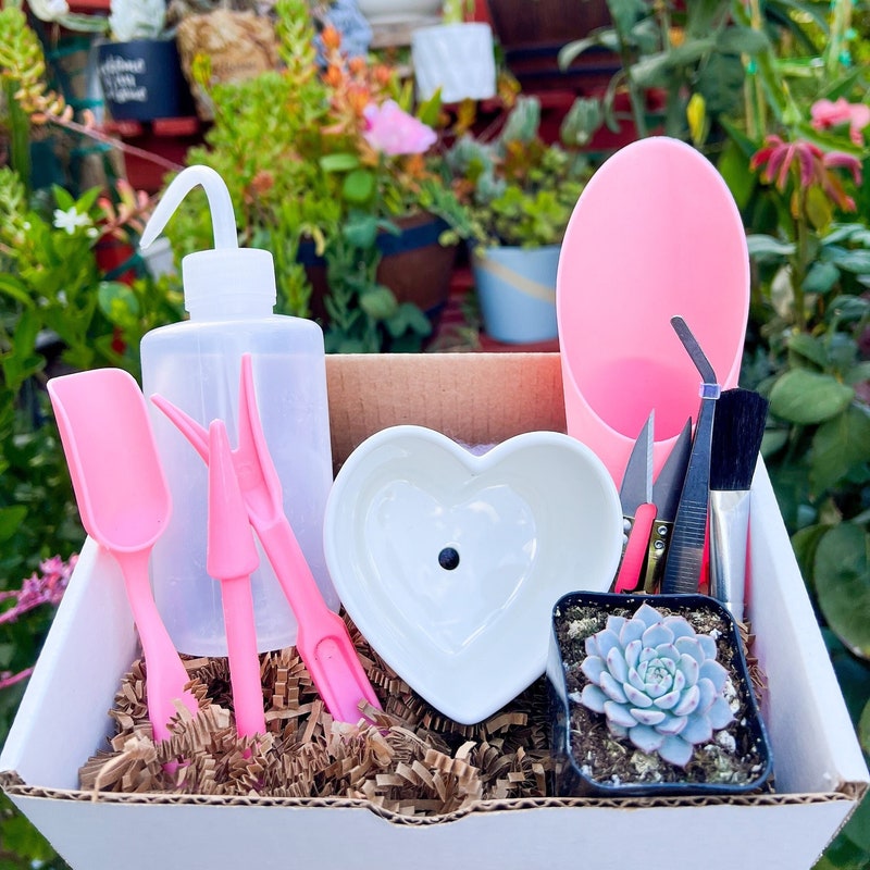 Succulent Kits - Etsy