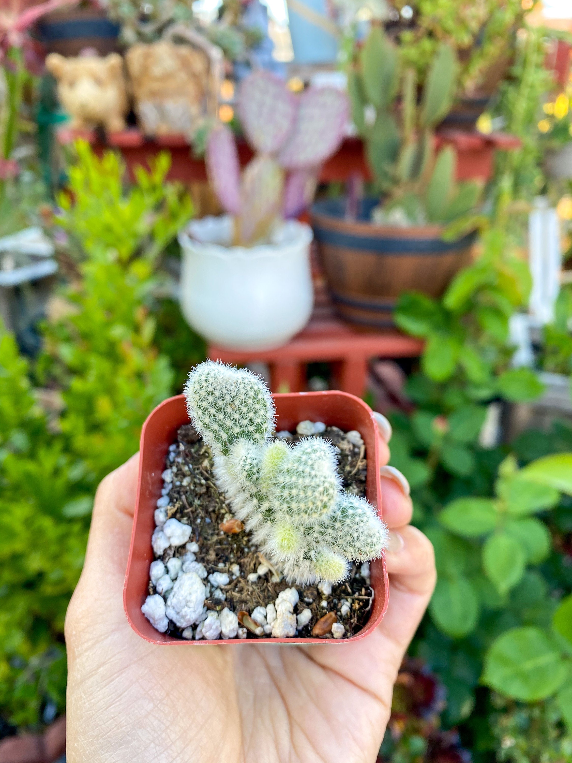 Opuntia ‘white Angel Wing’ Cactus, Live Plant, 2-inch Pot - Etsy