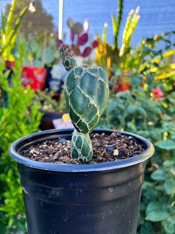 Opuntia Reticulata Cobra Cactus Live Plant - Etsy