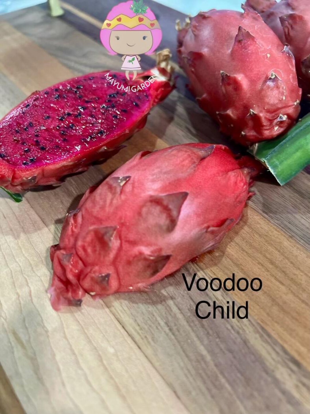 Voodoo Child H. Setaceus X H. Guatemalensis Dragon Fruit Cuttings - Etsy