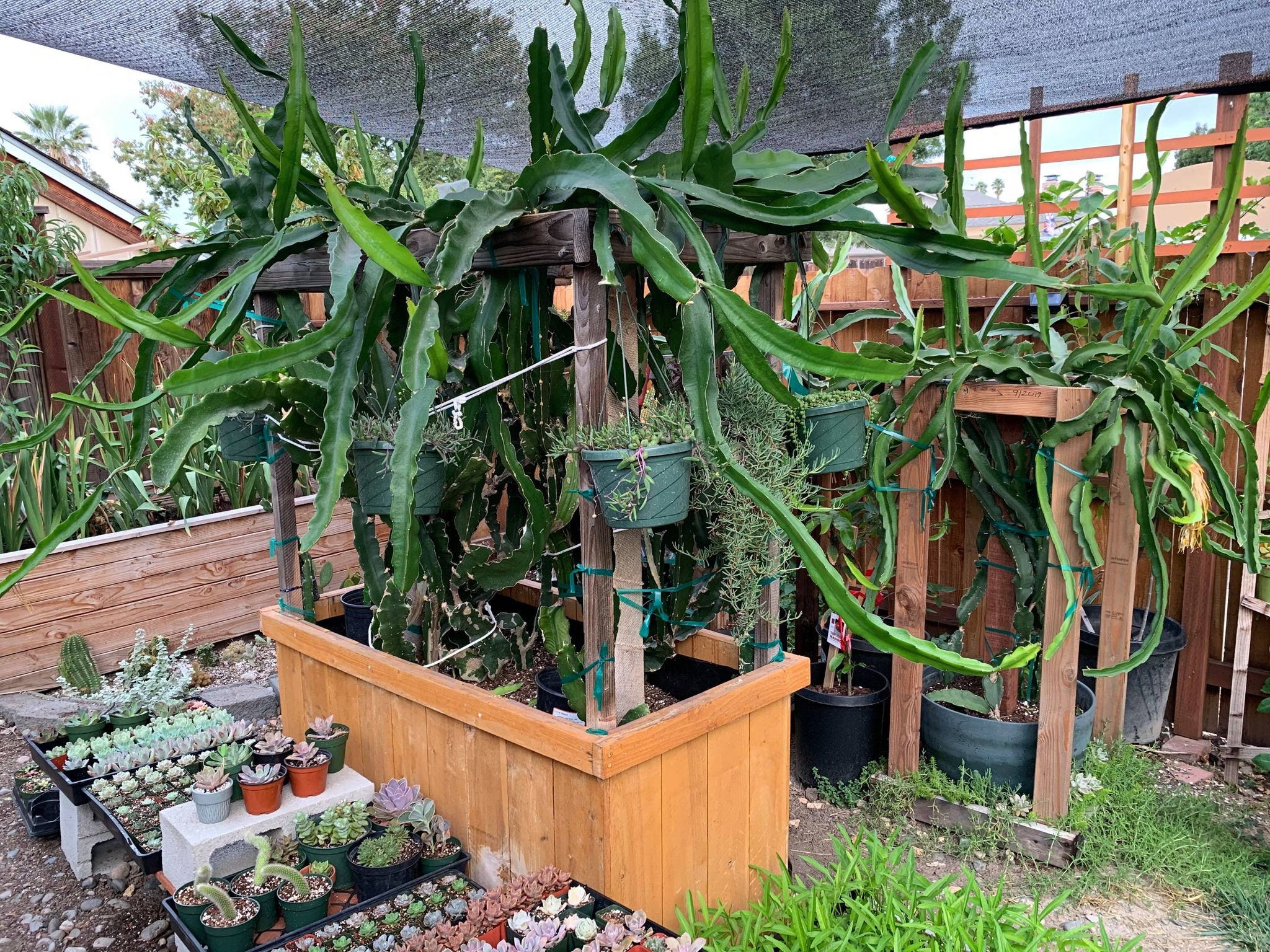 Well Rooted Delight Dragon Fruit red Skin Pink Flesh 16 - Etsy