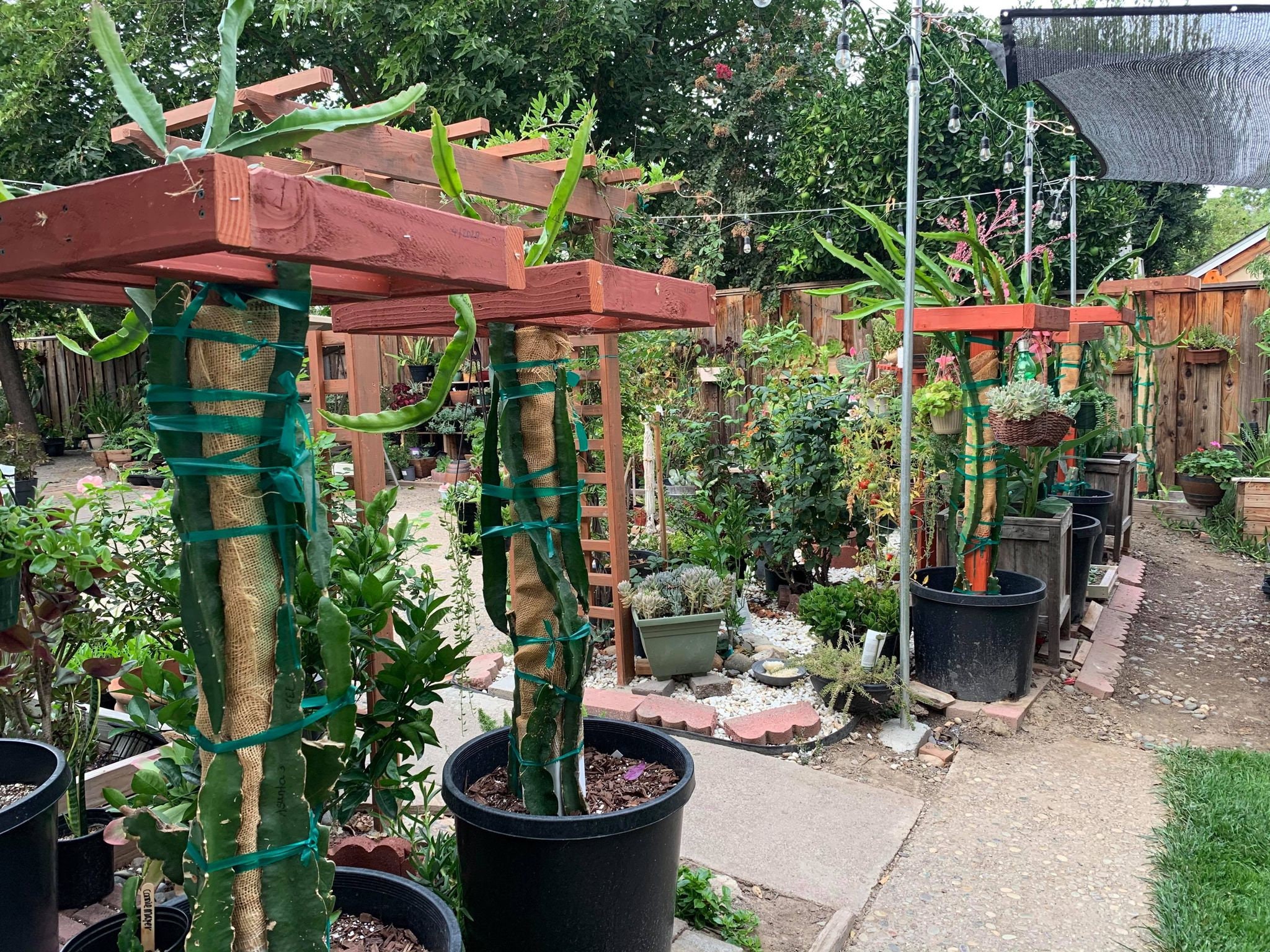 Well Rooted Delight Dragon Fruit red Skin Pink Flesh 16 - Etsy