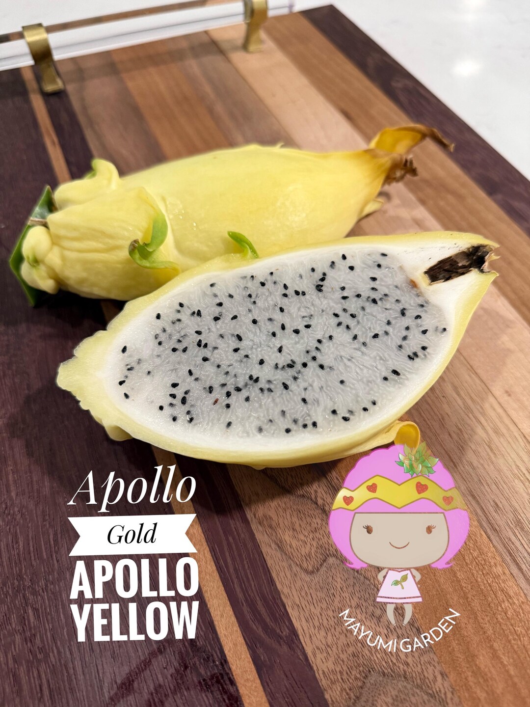 Apollo Gold (aka Apollo Yellow) Dragon Fruit Live Plants & Cuttings - Etsy